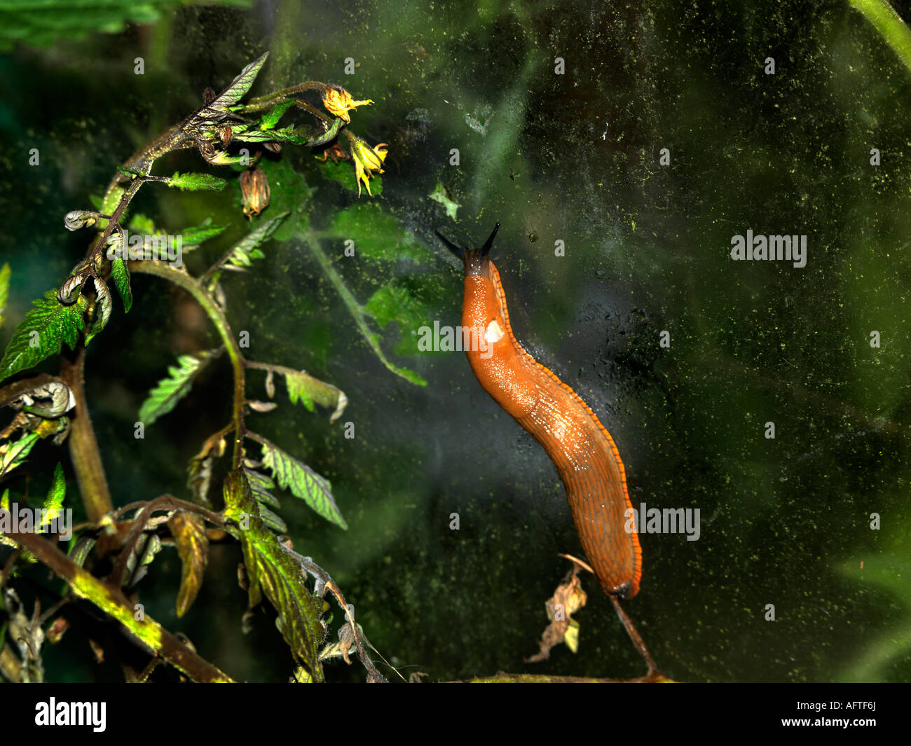 A European Black Slug on Greenhouse Window England Stock Photo - Alamy