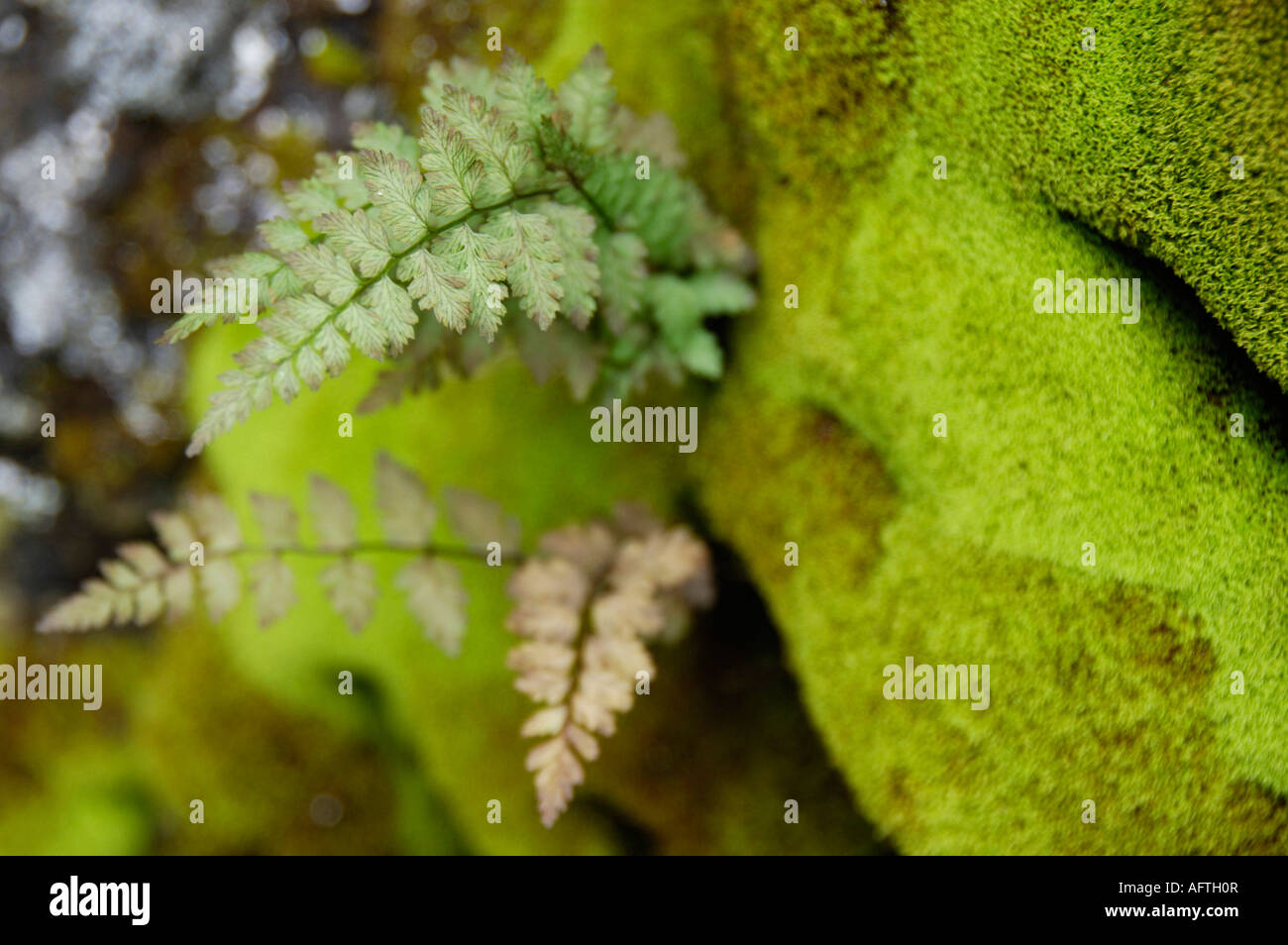Fern in lava hi-res stock photography and images - Alamy