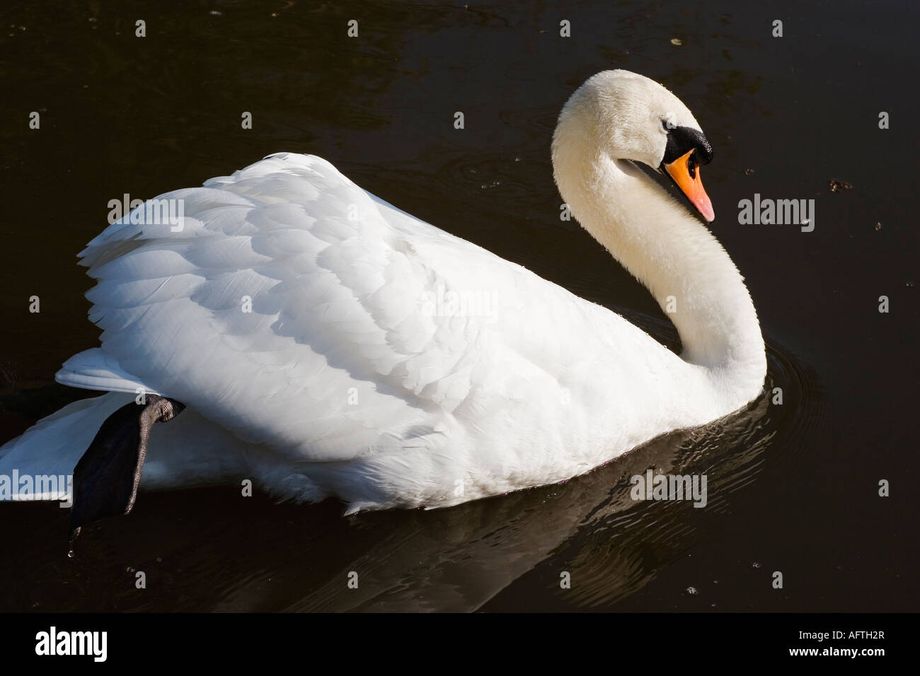 A BEAUTIFUL AND MAJESTIC SWAN IN A TRANQUIL LAKE Stock Photo - Alamy
