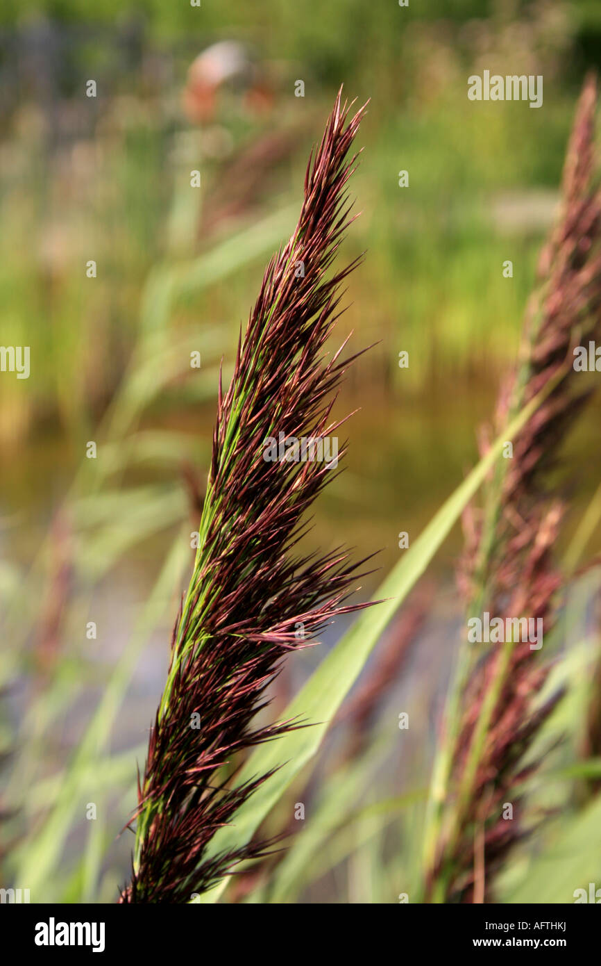 Wild grass growing on riverbank, Greenwich Peninsula, London, England ...