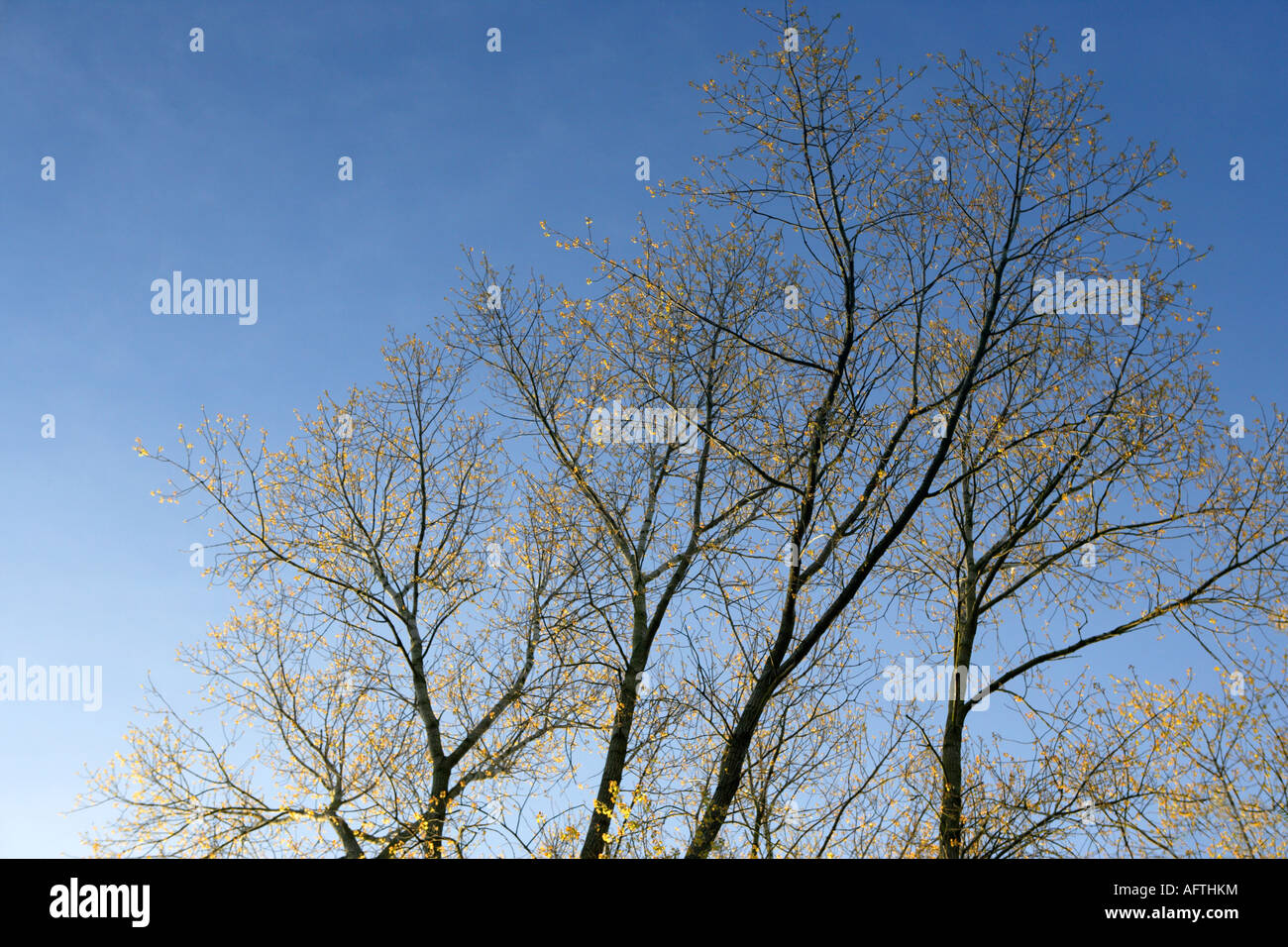 First Signs Of Foliage Tree Trunks and Branches Against Blue Sky Early ...