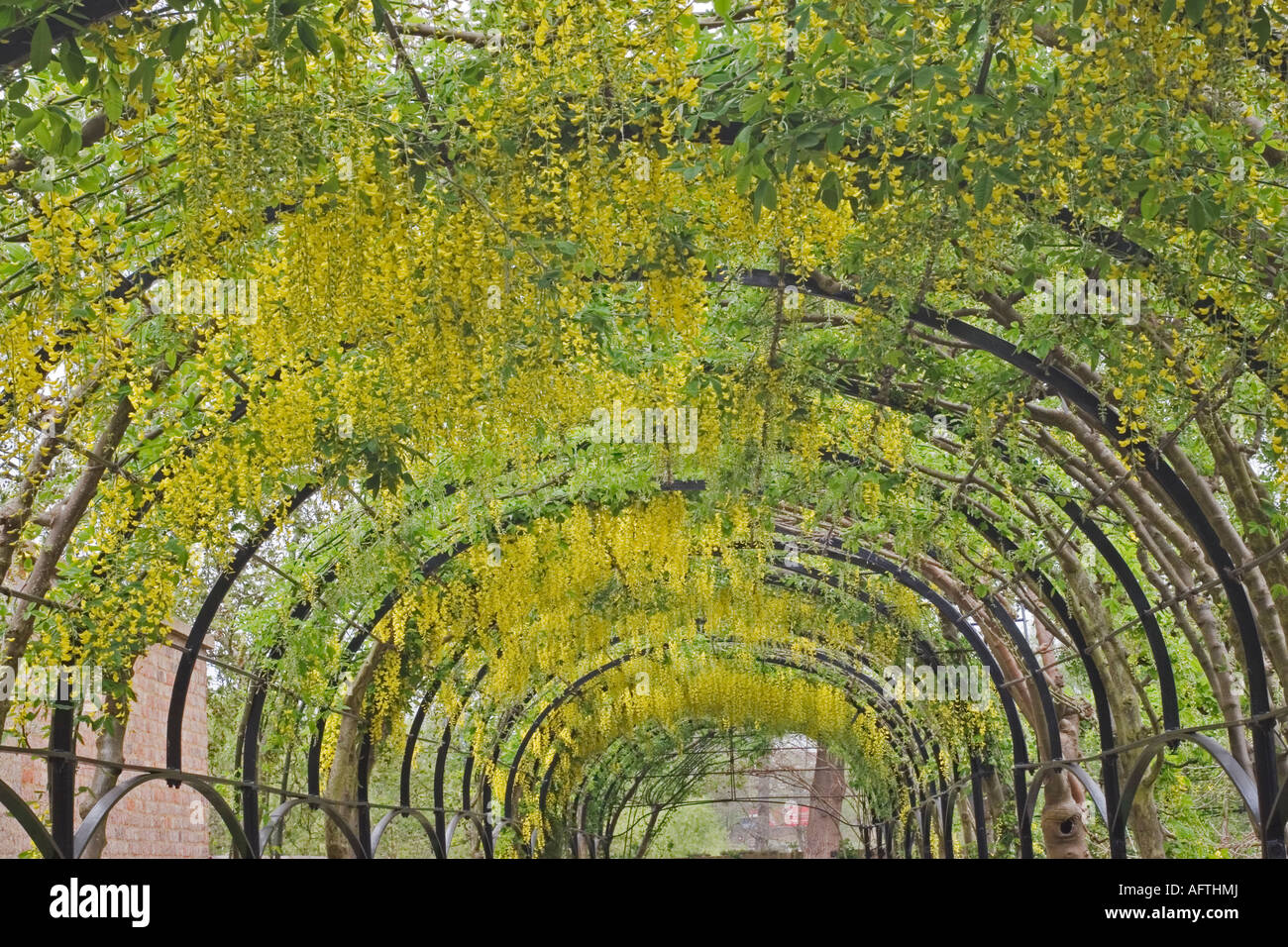 Laburnum arch hi-res stock photography and images - Alamy
