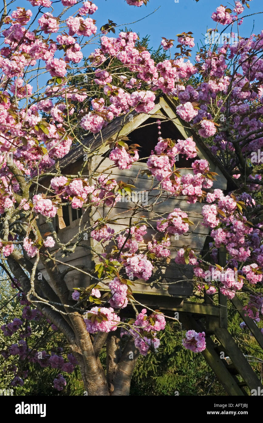 Prunus pink perfection cherry tree hi-res stock photography and images ...