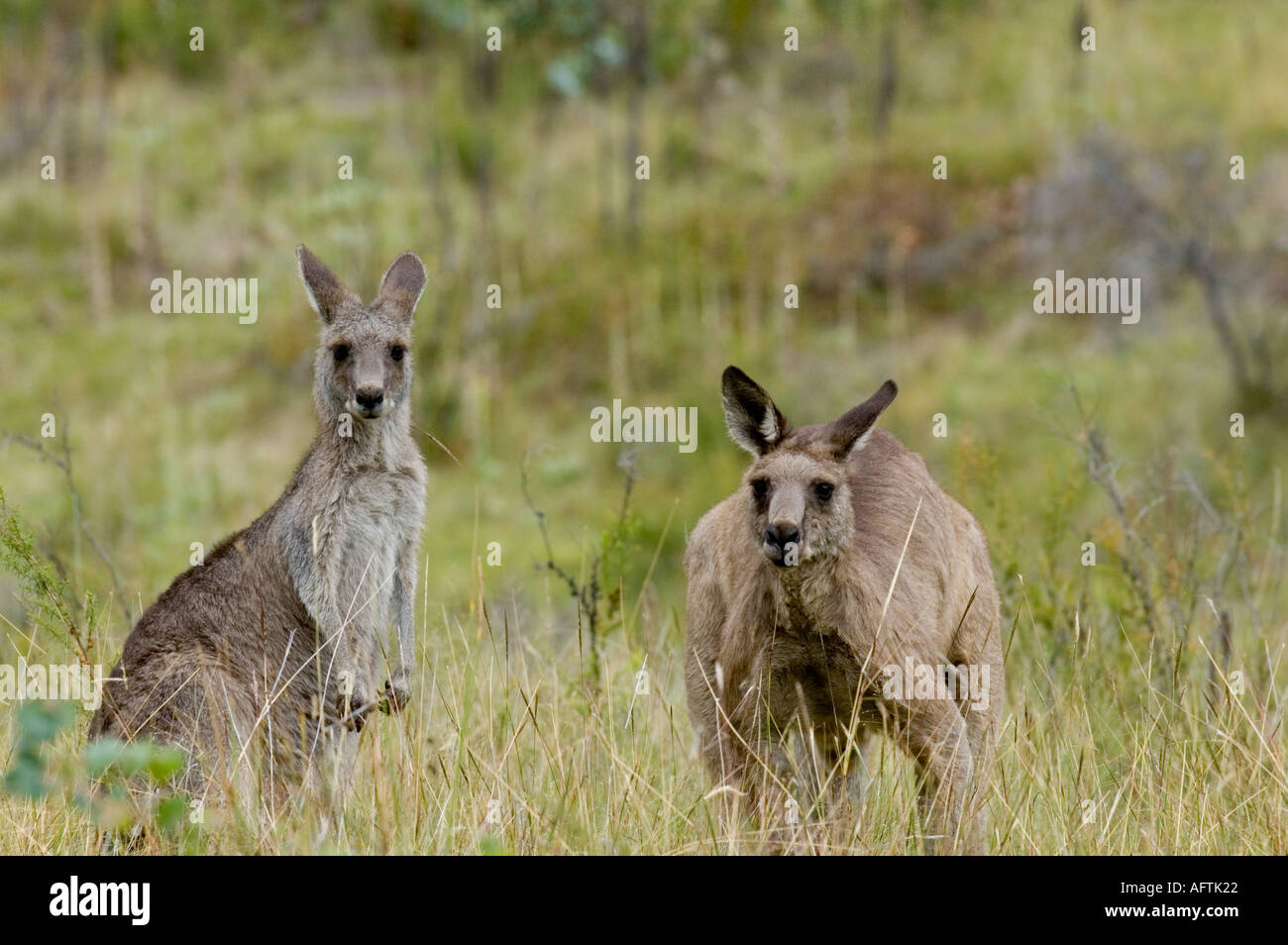 Animals, Eastern Grey Kangaroos Macropus giganteus Stock Photo - Alamy