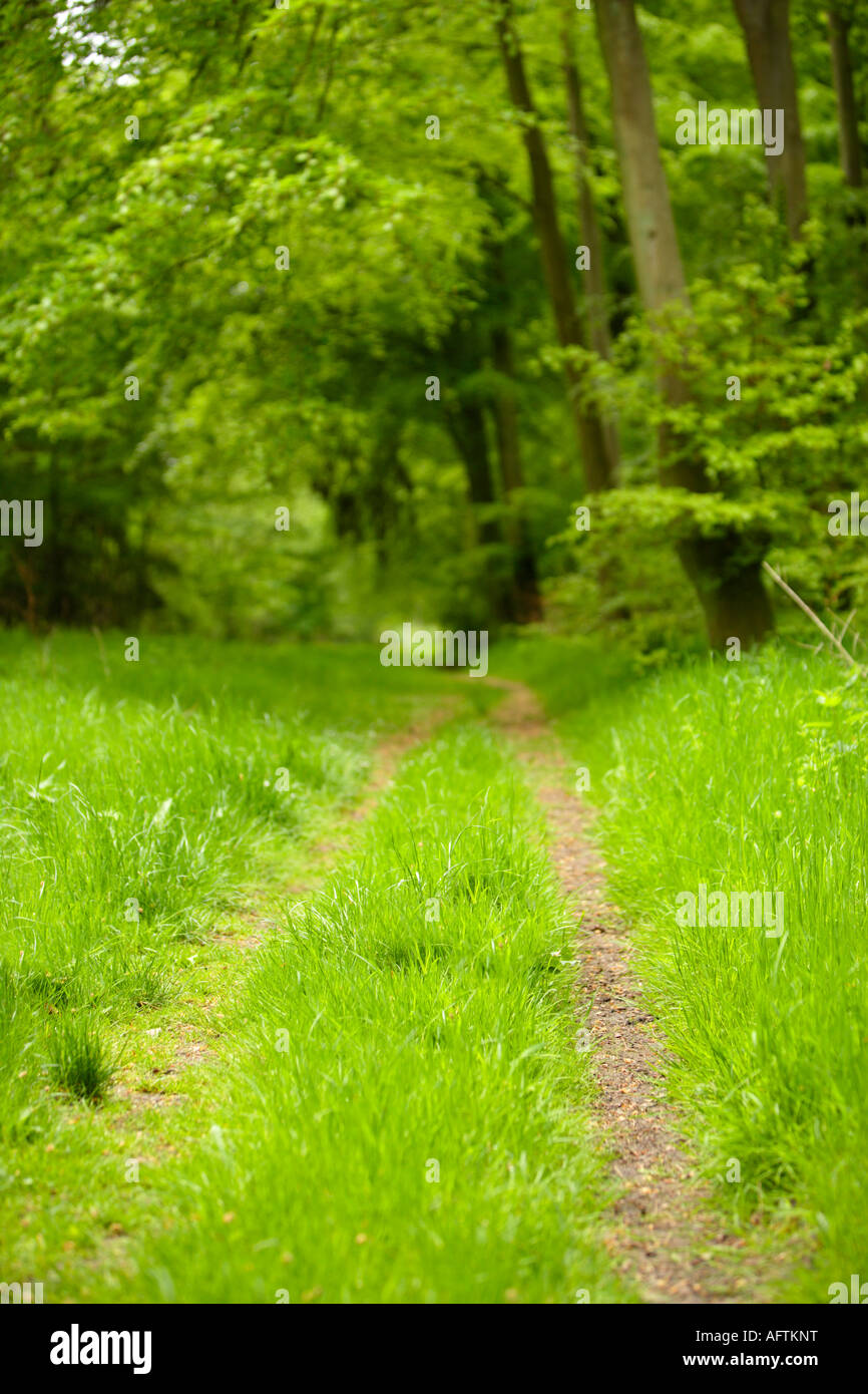 Beech trail thetford hi-res stock photography and images - Alamy