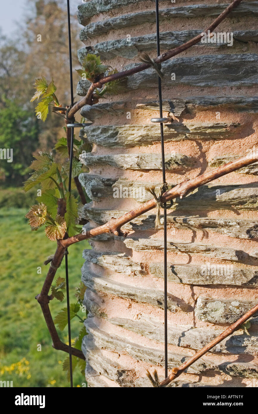 VITIS 'ROYAL MUSCADINE' (GRAPE VINE) GROWING AGAINST A STONE PERGOLA ...