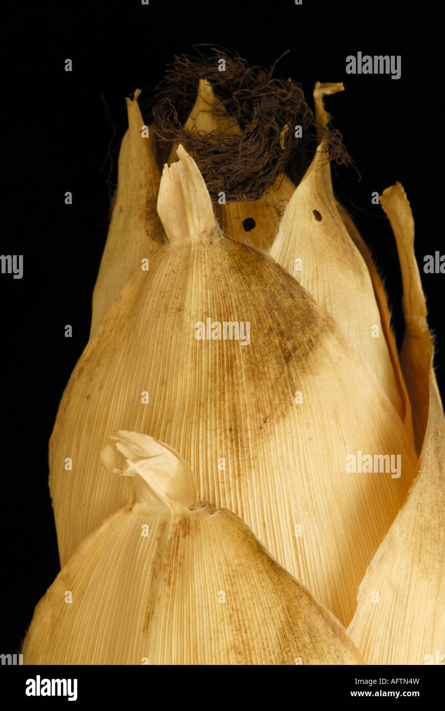 Black layer corn hi-res stock photography and images - Alamy
