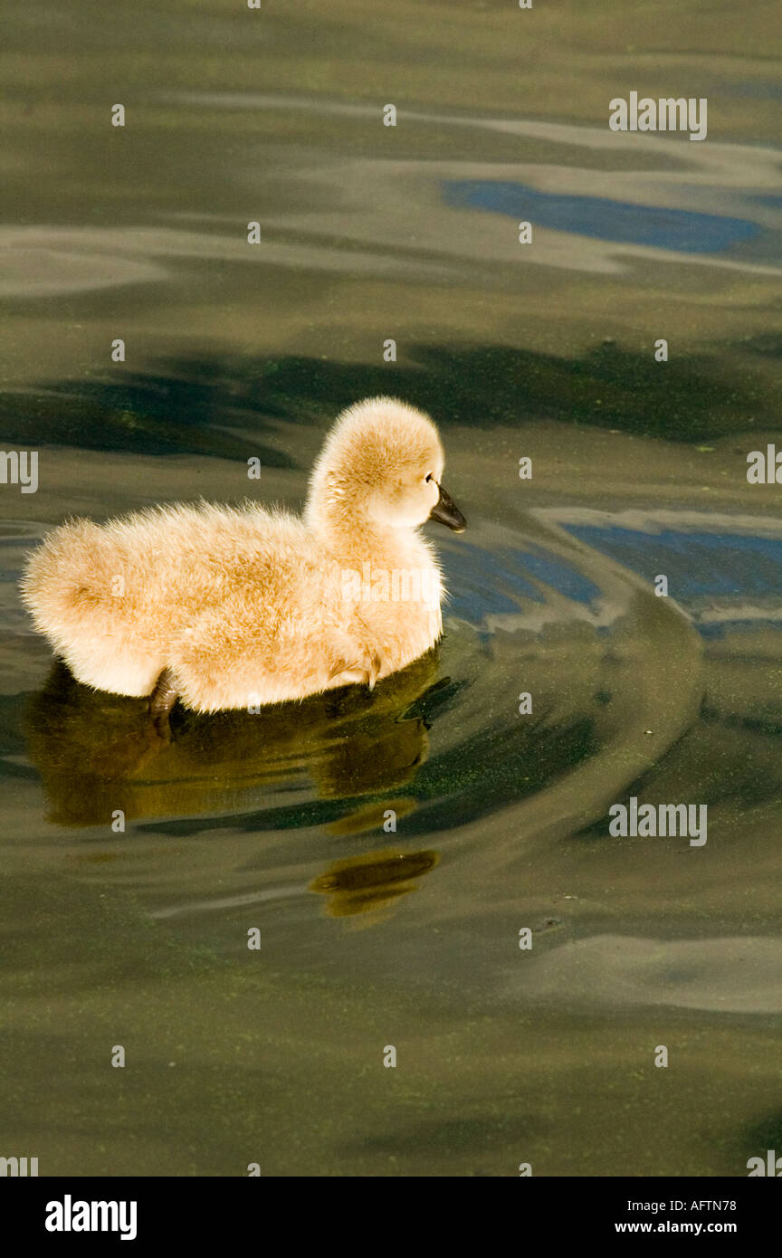 Black swan cygnet hi-res stock photography and images - Alamy