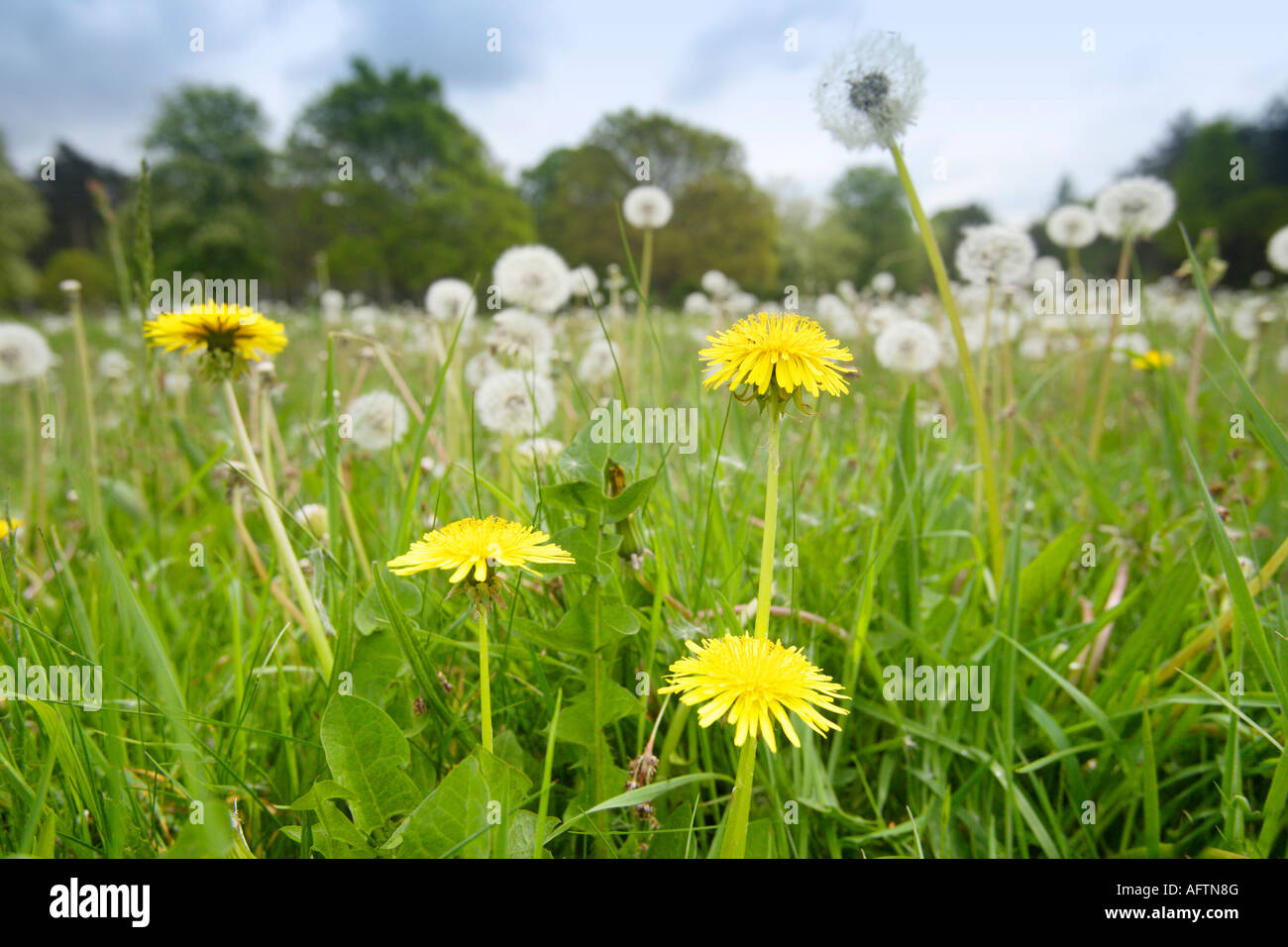 Dandelions And Dandelion Clocks In A Field, Norfolk UK Stock Photo - Alamy