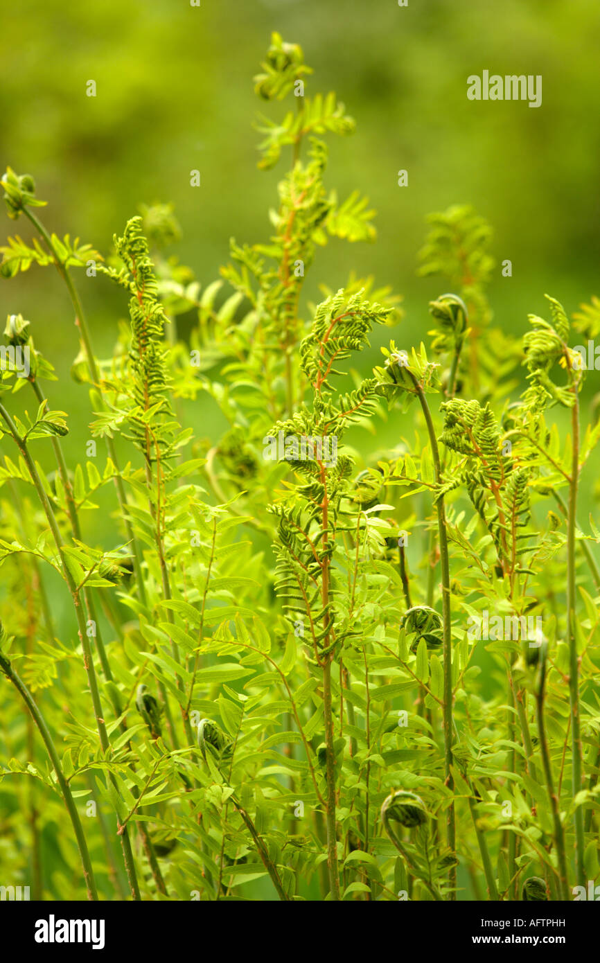 Fern Shoots Unfurling, Fairhaven Woodland and Water Garden, Norfolk, UK ...