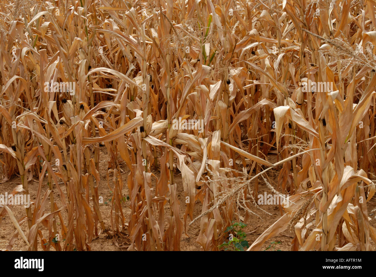 Mature Corn Field, Georgia USA Stock Photo - Alamy