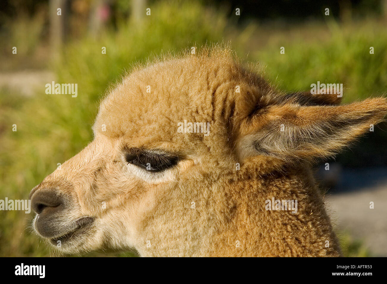 Australia, South Australia, Alpaca Stock Photo - Alamy