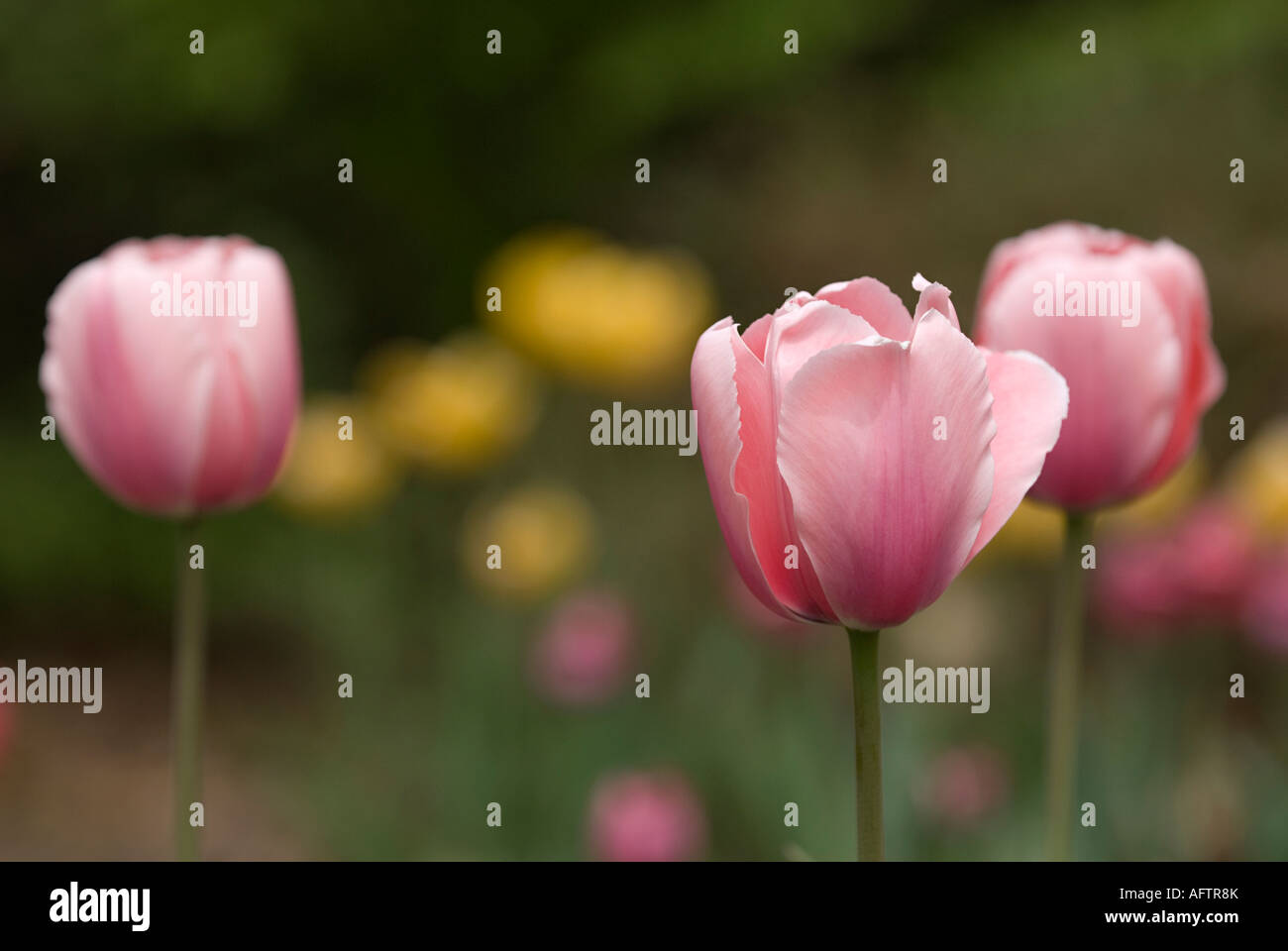 Three Spring Tulips Stock Photo - Alamy