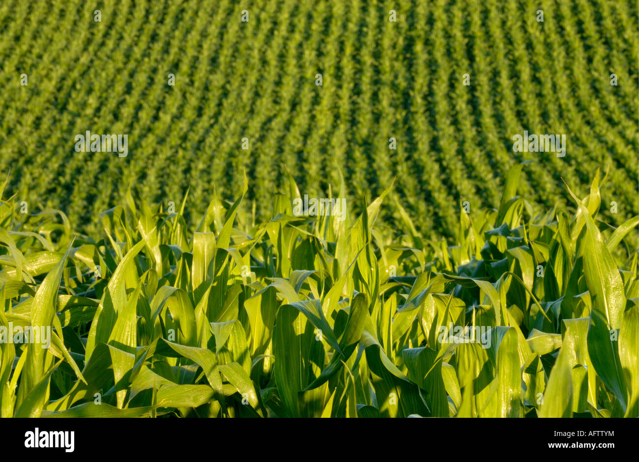 Maize field hi-res stock photography and images - Alamy