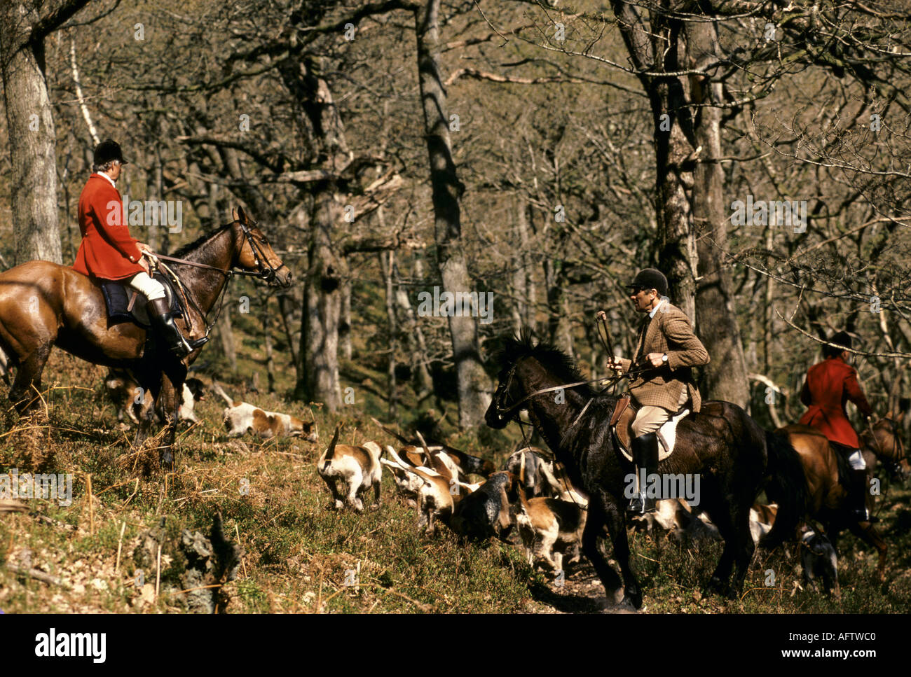 Quantock staghounds hi-res stock photography and images - Alamy