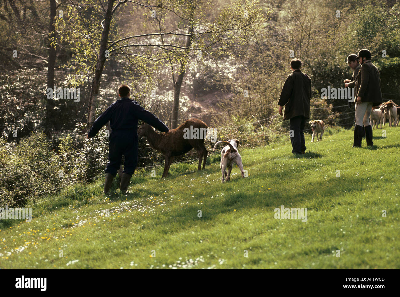 Stag Hounds Stock Photos & Stag Hounds Stock Images - Alamy