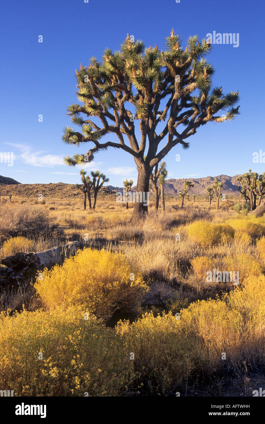 Joshua Trees in Queen Valley at Joshua Tree National Park, California ...