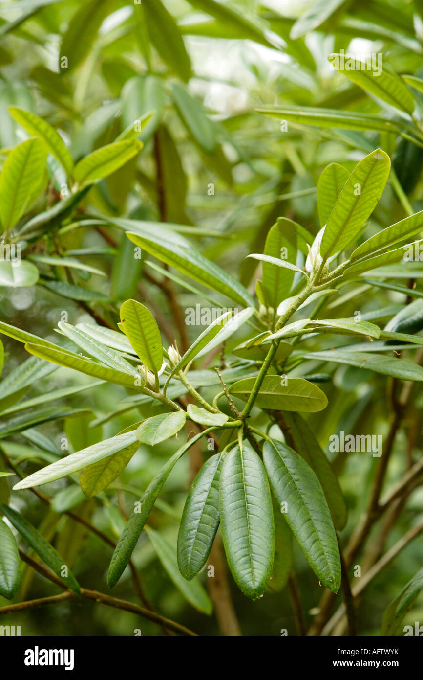 Waxy luster hi-res stock photography and images - Alamy