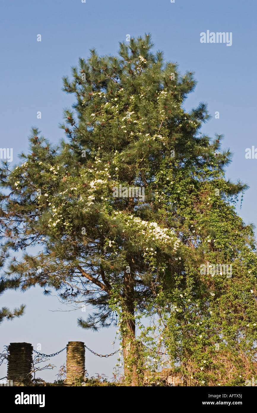 CLEMATIS MONTANA (MOUNTAIN CLEMATIS;HIMALAYAN CLEMATIS) GROWING IN A ...