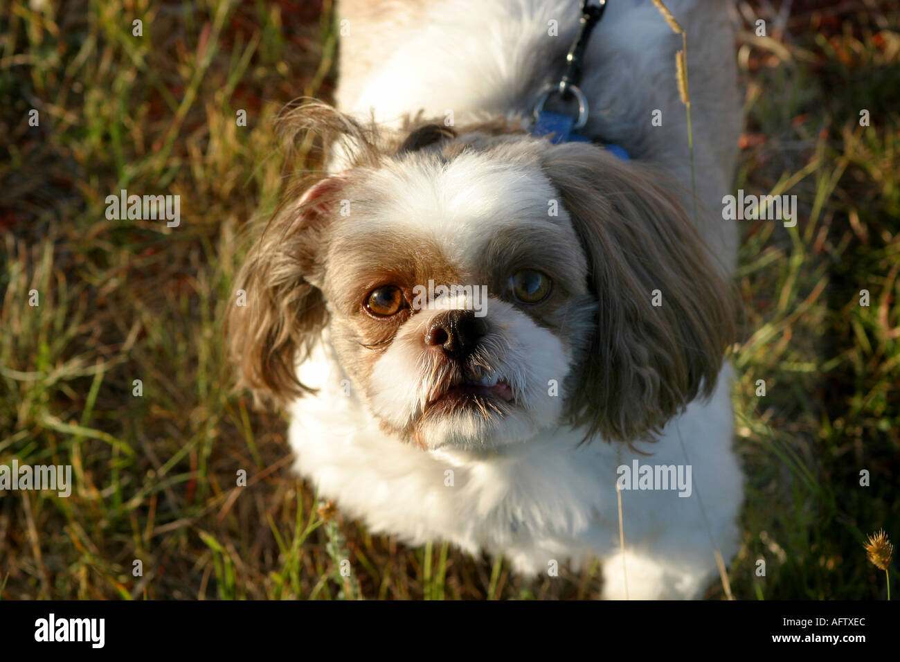 Shitsu hi-res stock photography and images - Alamy