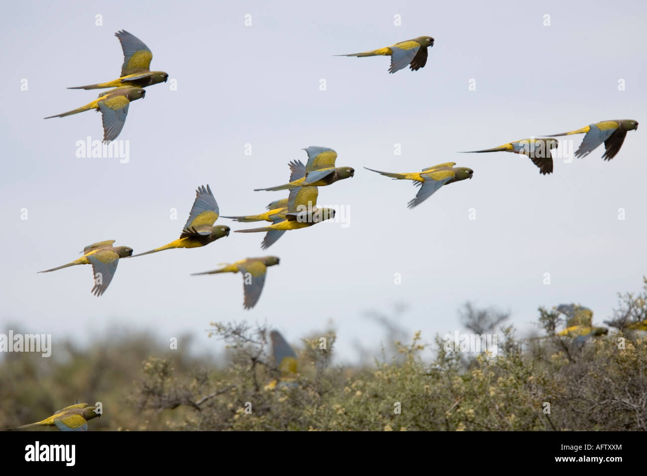 Argentina Chubut Province Flock of Burrowing Parrots Cyanoliseus ...