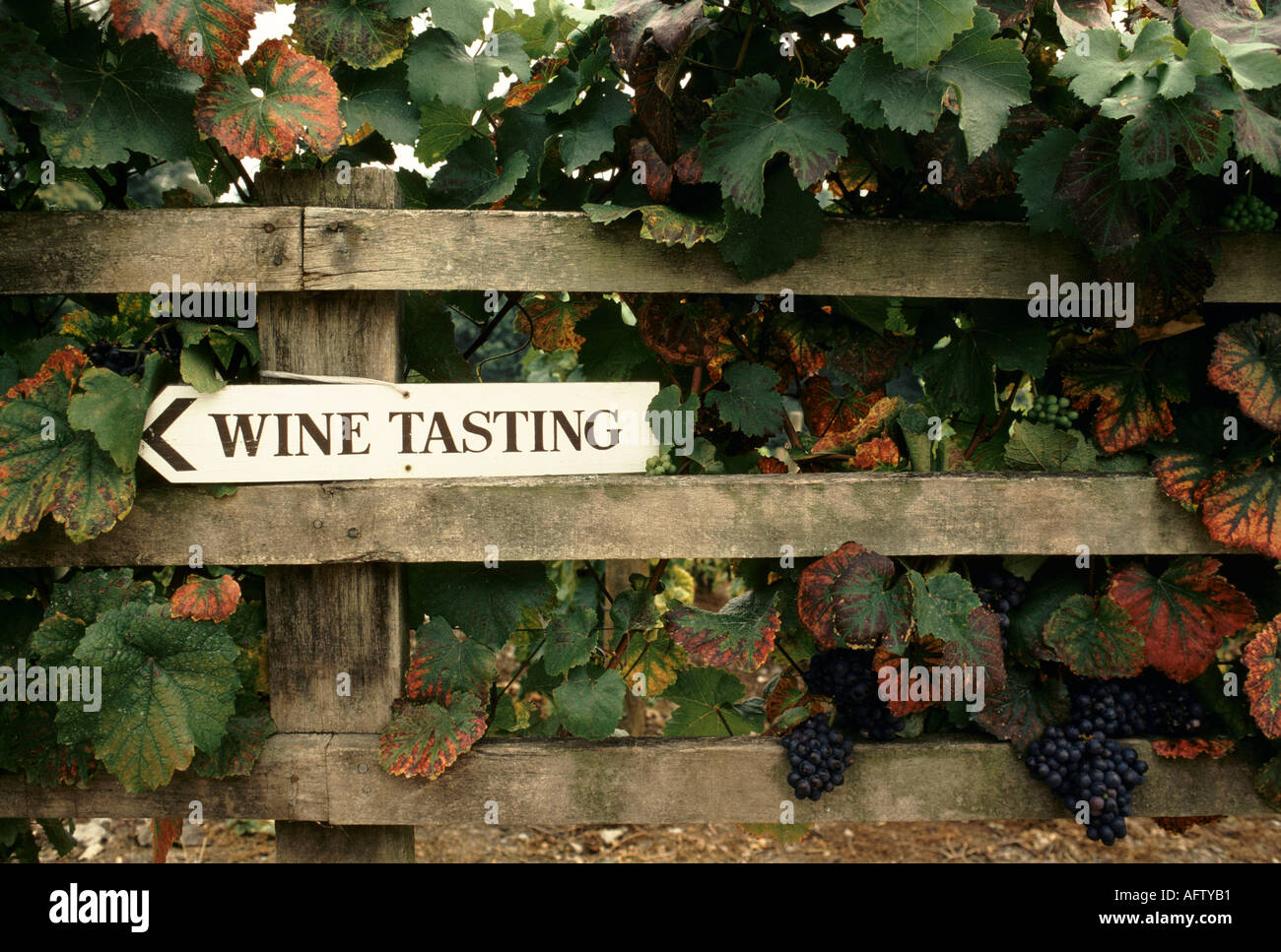 Wine in England Somerset arrow sign directing visitors to wine tasting ...