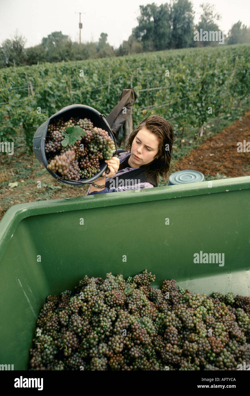 Grape picking. Pilton Manor Vineyard Somerset, rural economy employs ...
