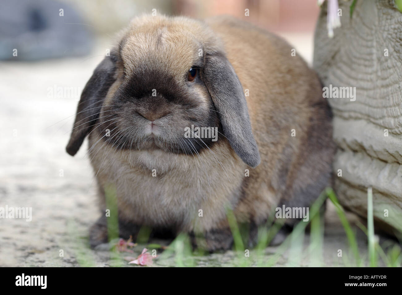 Dwarf lop eared rabbits hi-res stock photography and images - Alamy