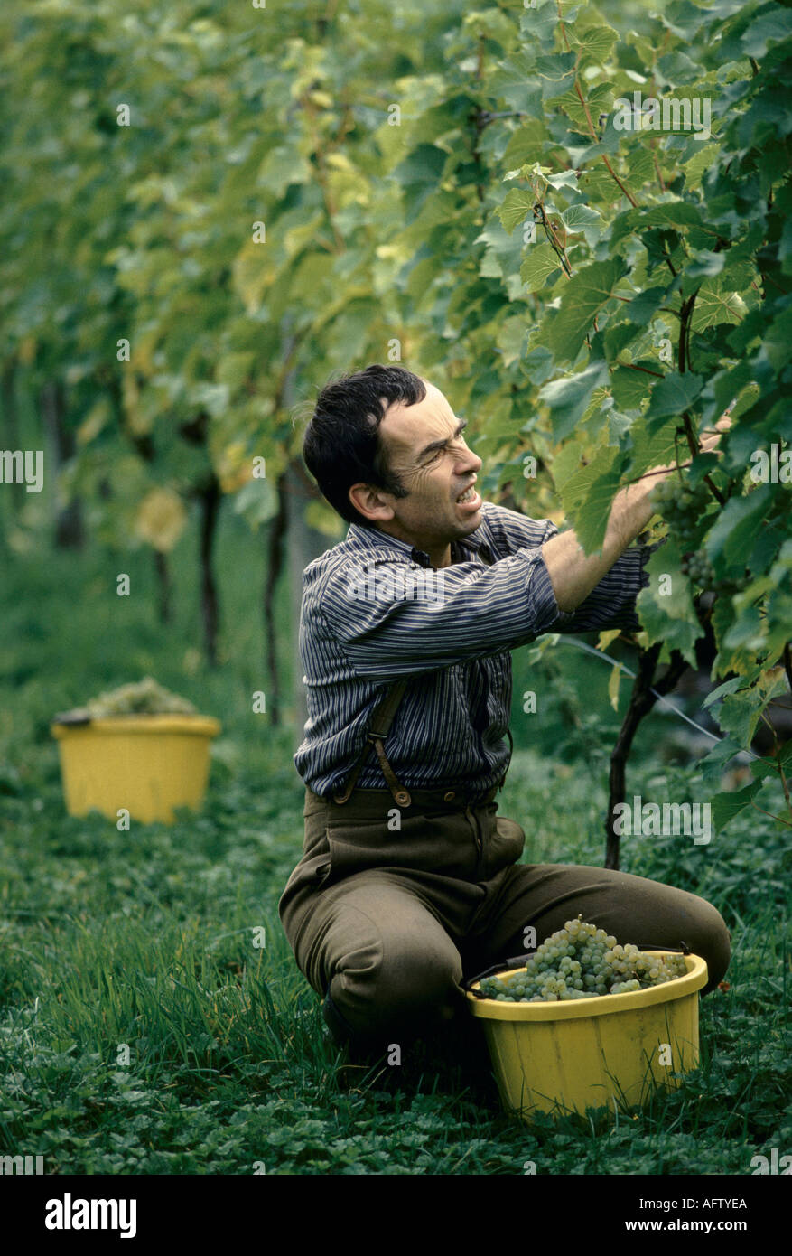 Avalon Vineyard Somerset, Dr Hugh Tripp grape picking. His English wine ...