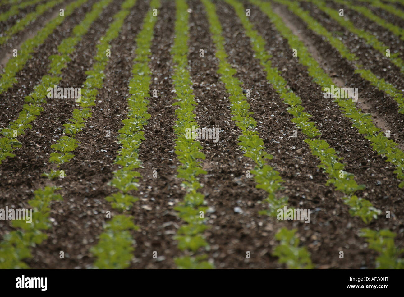 Beet rows hi-res stock photography and images - Alamy