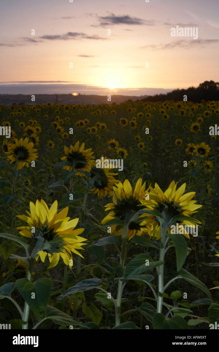 sun breaking through clouds above a group of sunflowers helianthus ...