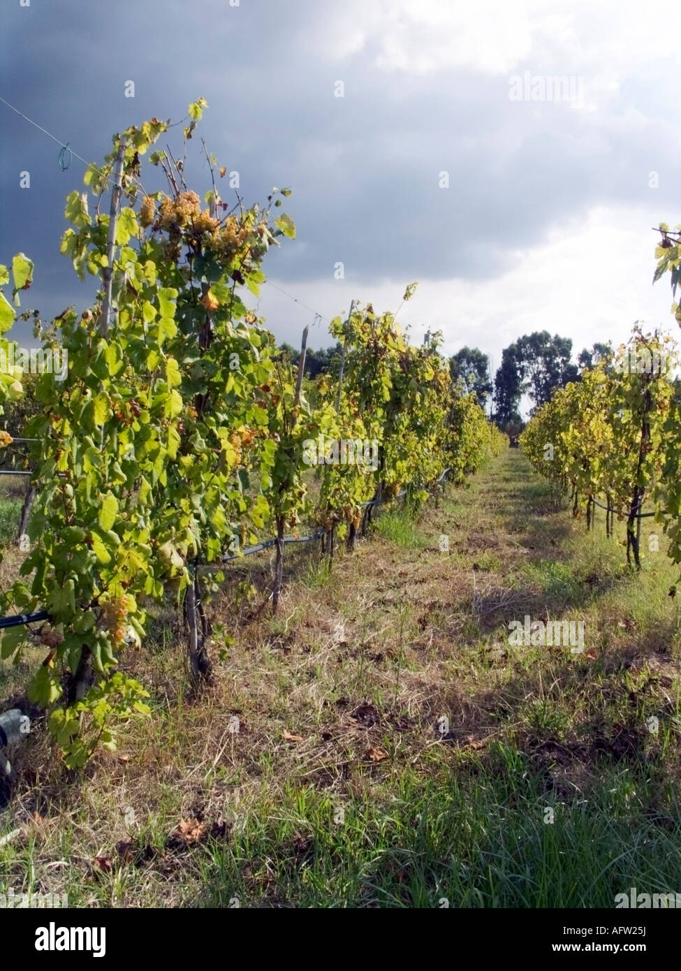 grapes of wine biocological production in Giugliano, Naples, Italy ...