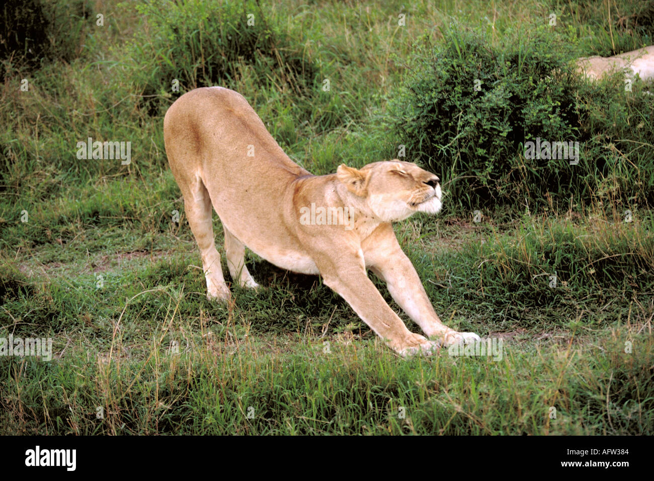 East African or Masai Lioness Stretching, Panthera leo nubica, Masai ...