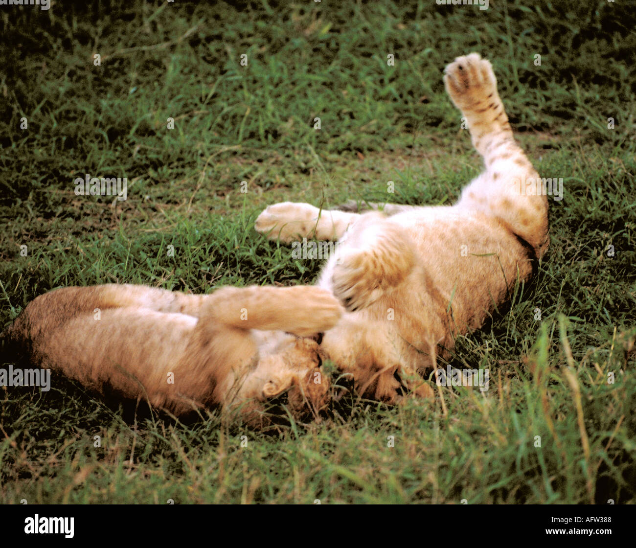 Lions cub hi-res stock photography and images - Alamy