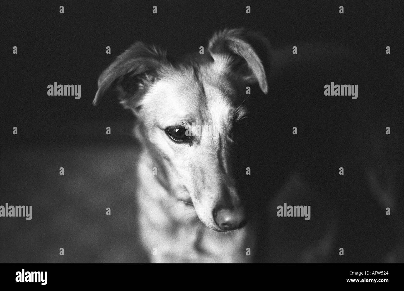 Concerned looking dog Stock Photo - Alamy