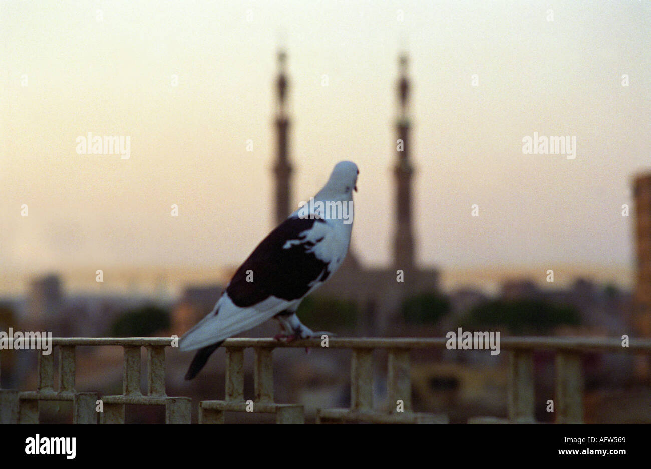Pigeon looking at mosque in Aswan Egypt Stock Photo - Alamy