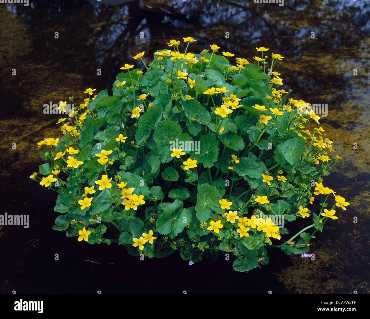 botany, marsh marigold (Caltha), Additional-Rights-Clearance-Info-Not ...