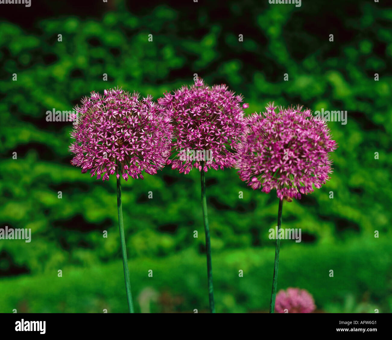 botany, leek (Allium), round headed leek (Allium sphaerocephalon ...