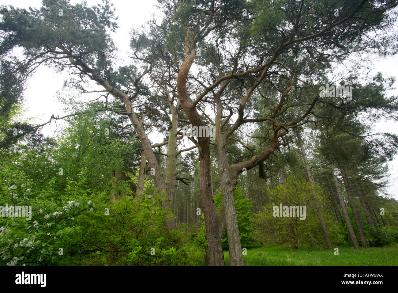 Thetford forest breckland hi-res stock photography and images - Alamy