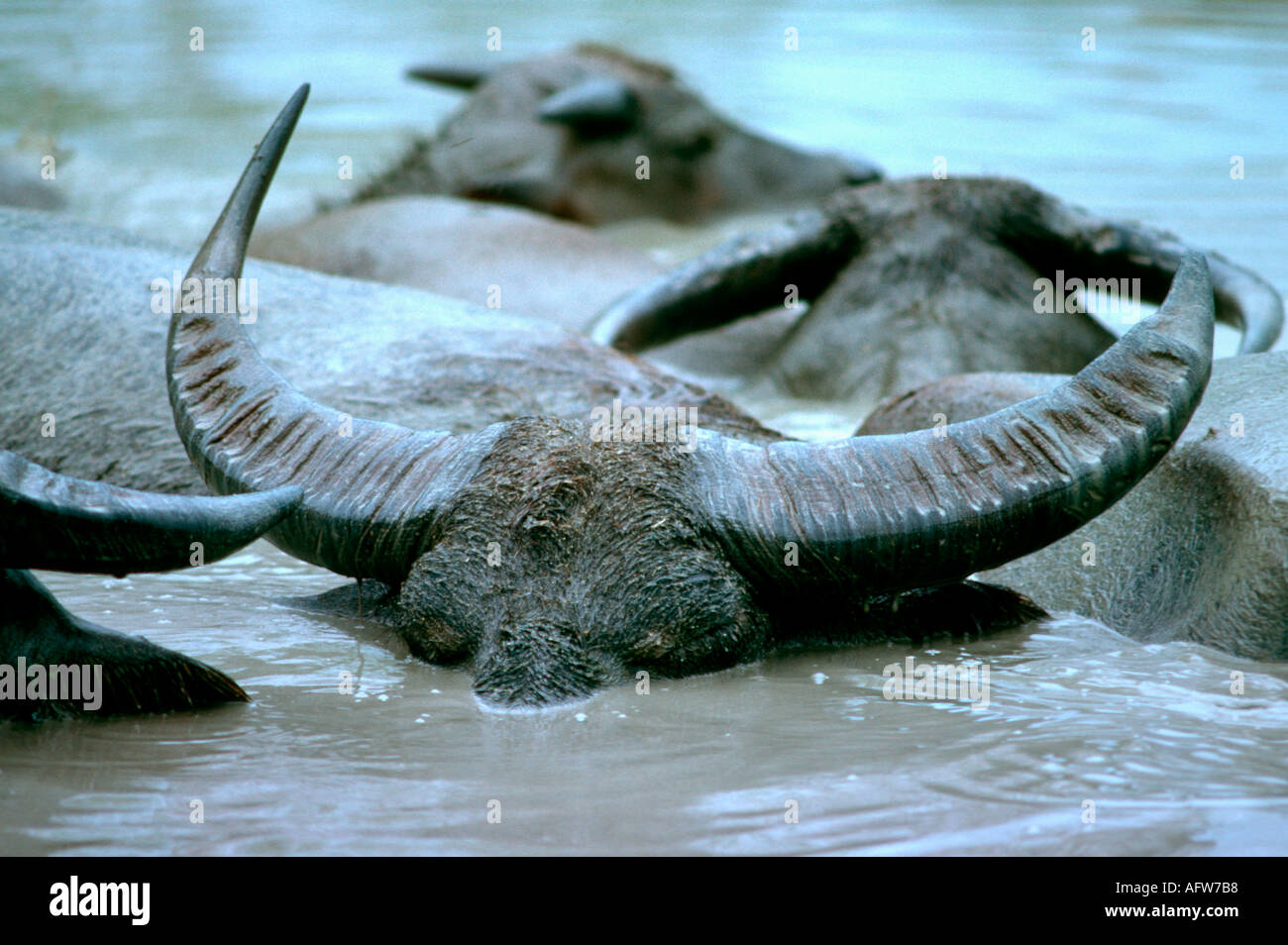 Buffalo in northern australia hi-res stock photography and images - Alamy