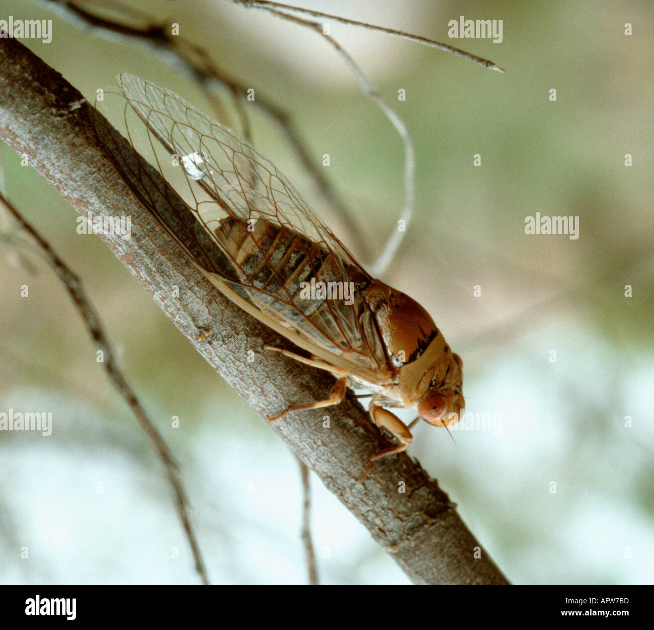 Cicada, Kakadu National Park, Northern Territory, Australia Stock Photo ...