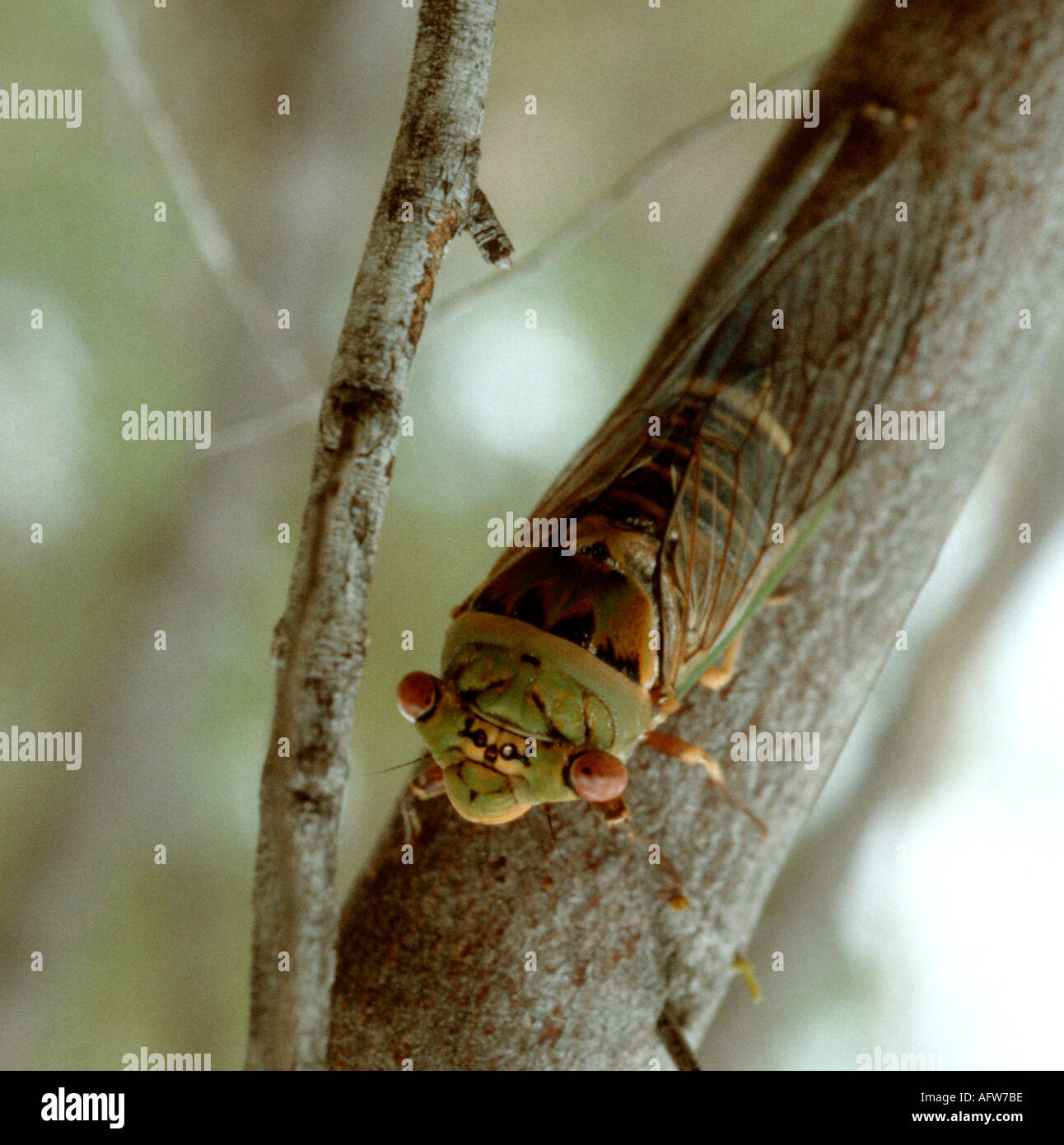 Cicada, Kakadu National Park, Northern Territory, Australia Stock Photo ...