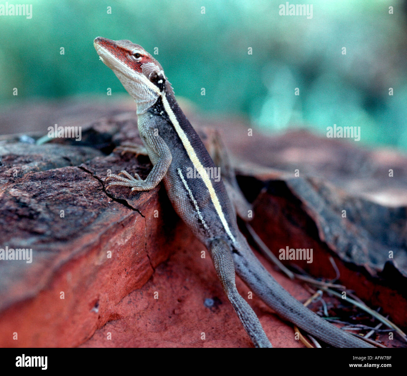 Long nosed dragon hi-res stock photography and images - Alamy