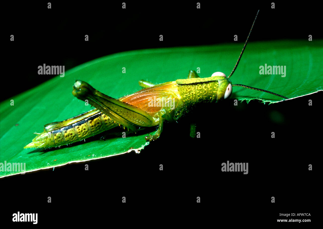 Locust feeding on foliage, Dunk Island, Great Barrier Reef, Queensland ...