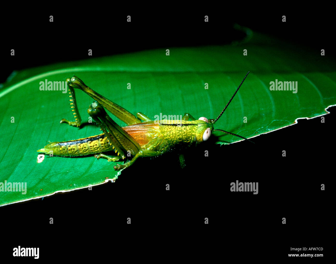 Locust feeding on foliage, Dunk Island, Great Barrier Reef, Queensland ...