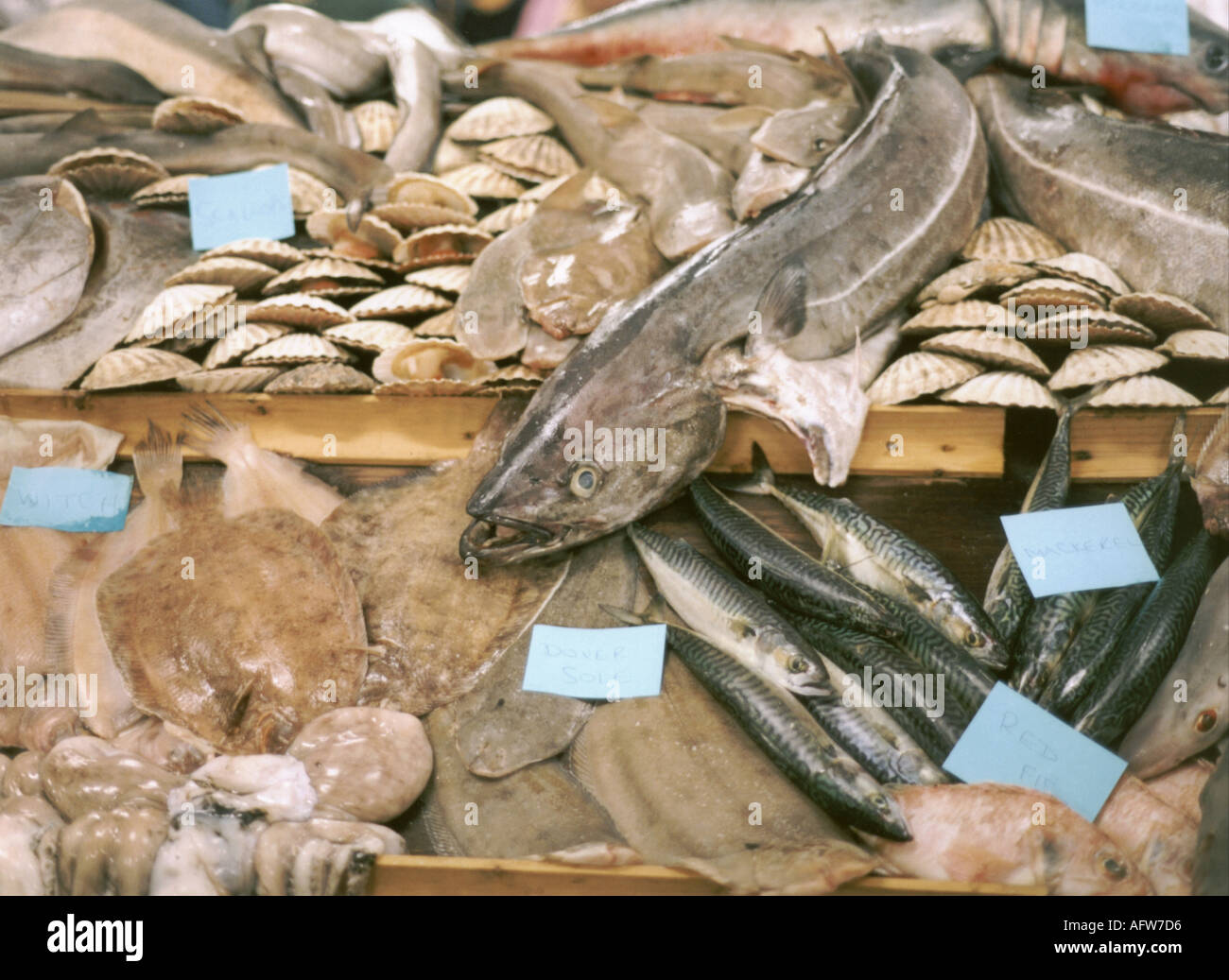 Fish on display at Newlyn fish festival Cornwall England UK Great ...