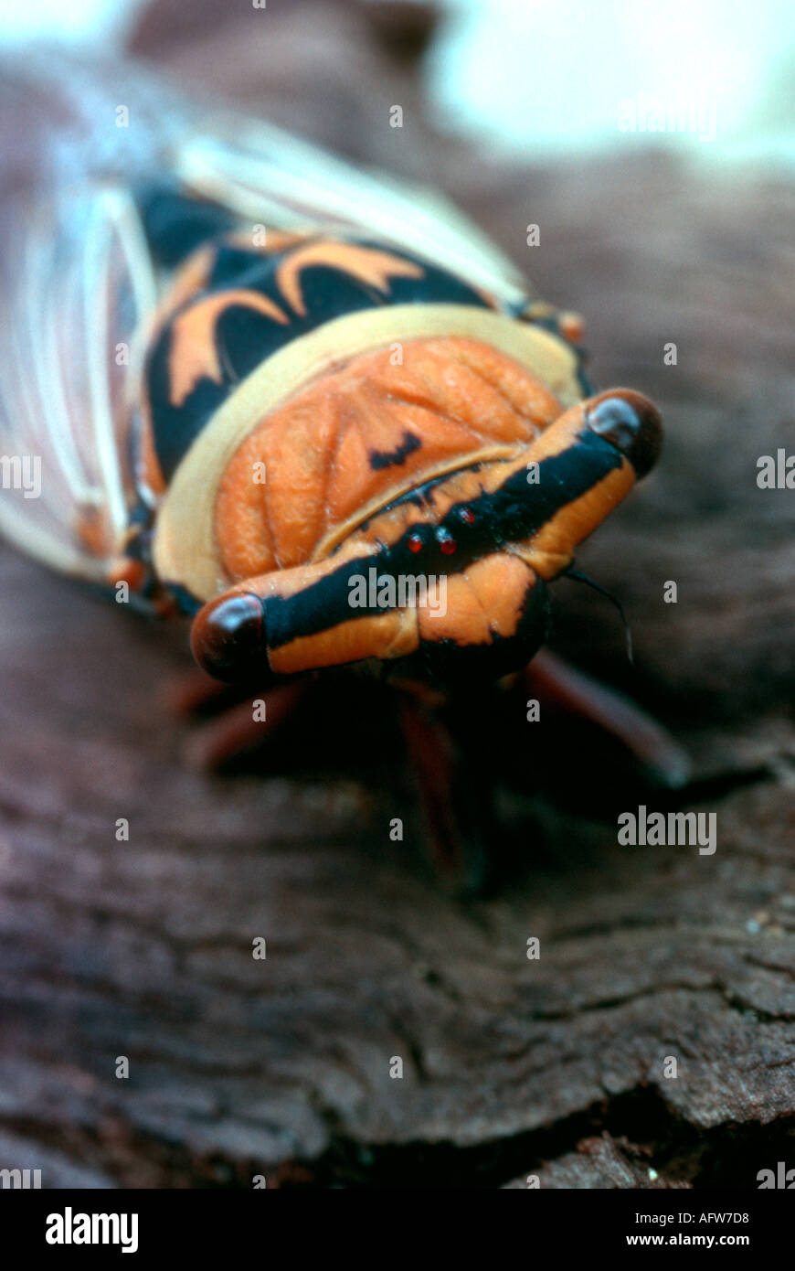Orange wing cicada hi-res stock photography and images - Alamy