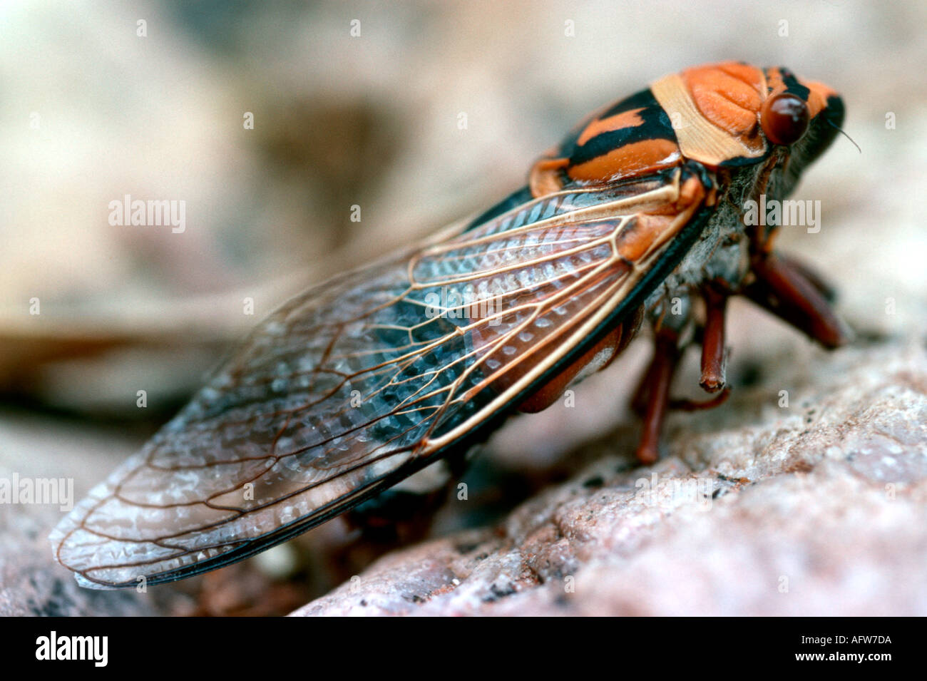 Cicada, Northern Territory, NT, Australia Stock Photo - Alamy