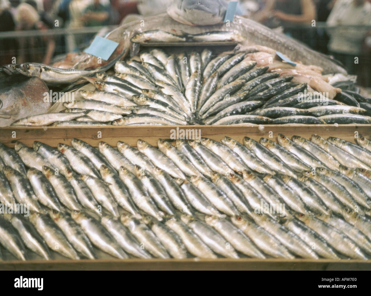 Fish on display at Newlyn fish festival Cornwall England UK Great ...