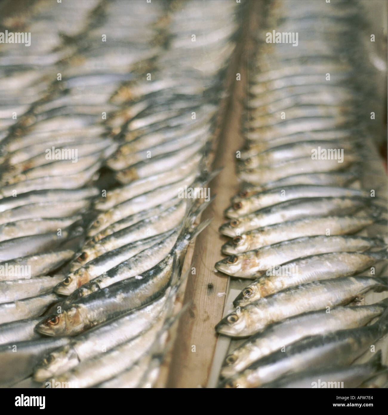 Fish on display at Newlyn fish festival Cornwall England UK Great ...